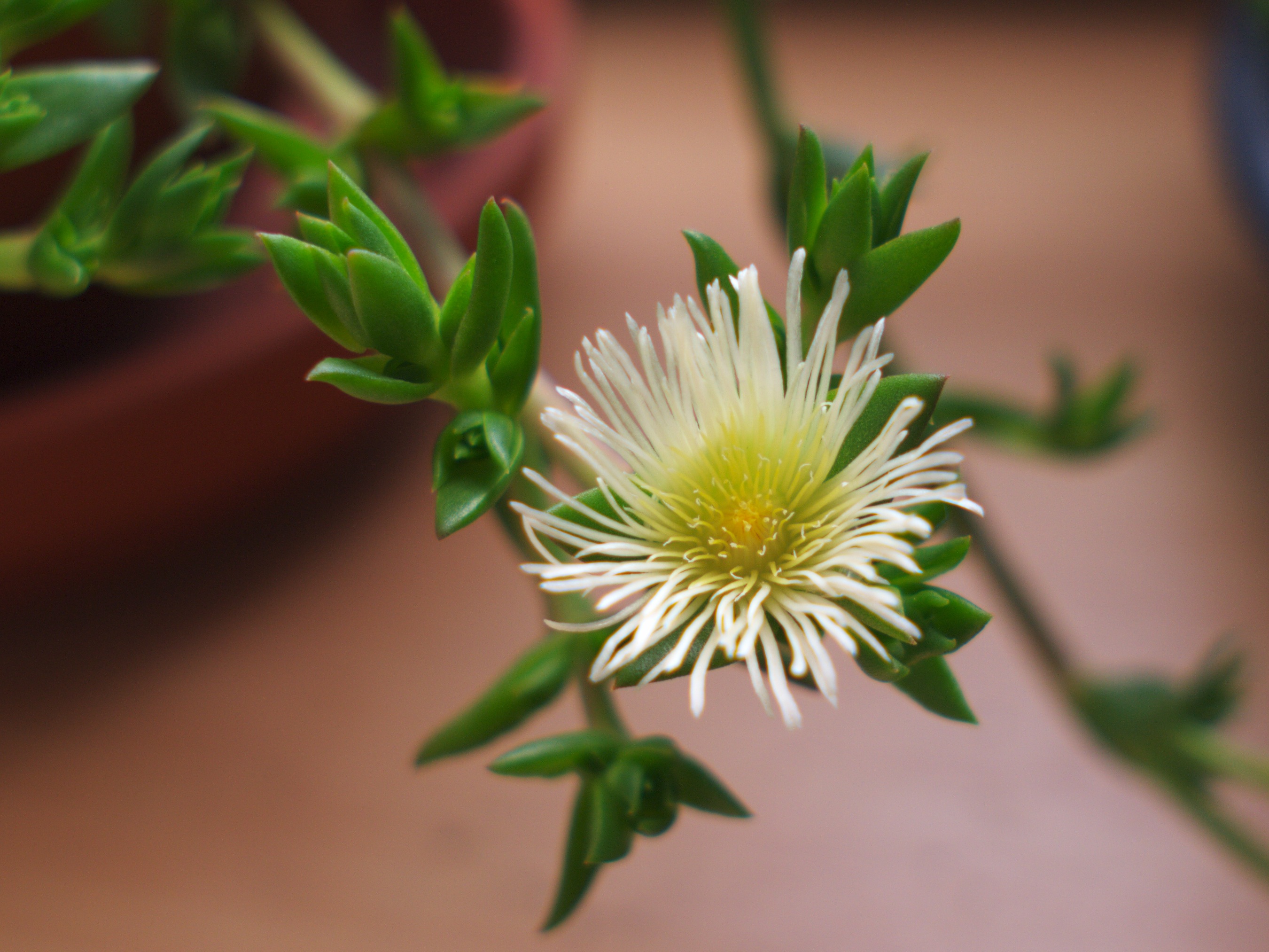 Kanna Sceletium Tortuosum (Channa/Kougoed ): All You Need To Know